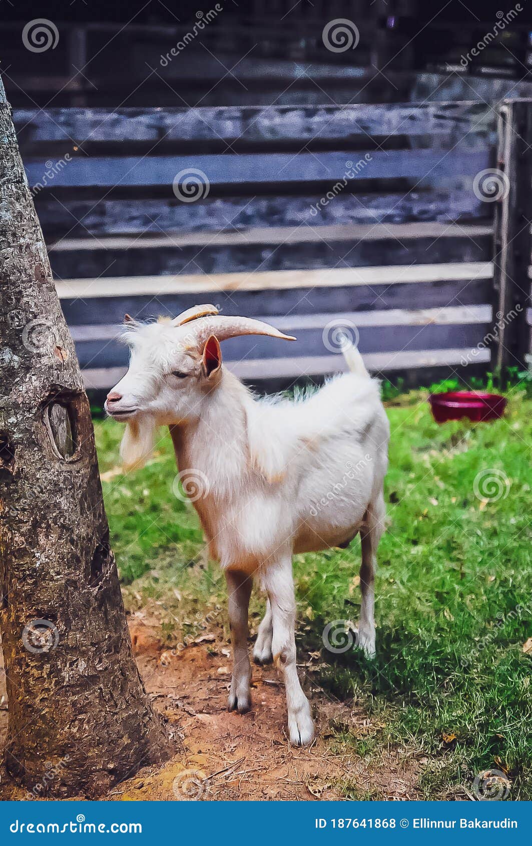 Steep Goat, a Healthy Goat in a Farm Stock Photo - Image of brown ...
