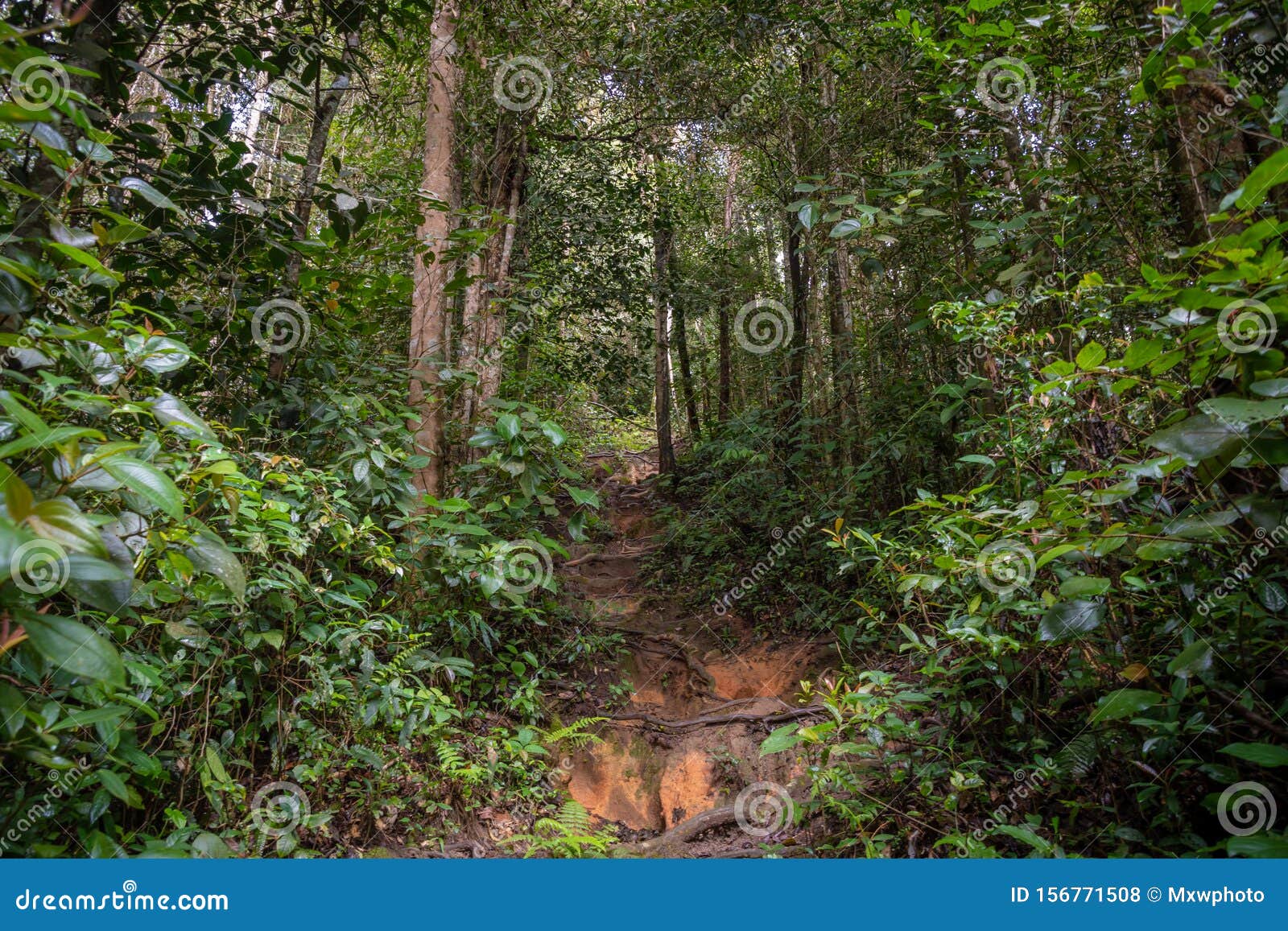 Steep Hiking Path Inside Tropical Rain Forest in Cameron Highlands ...