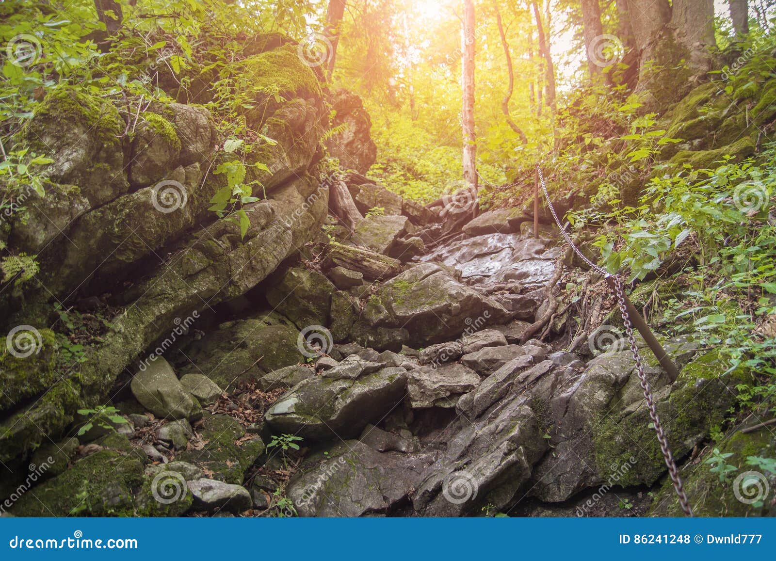 Steep Hiking Trail in Forest Stock Photo - Image of hiking, landscape ...