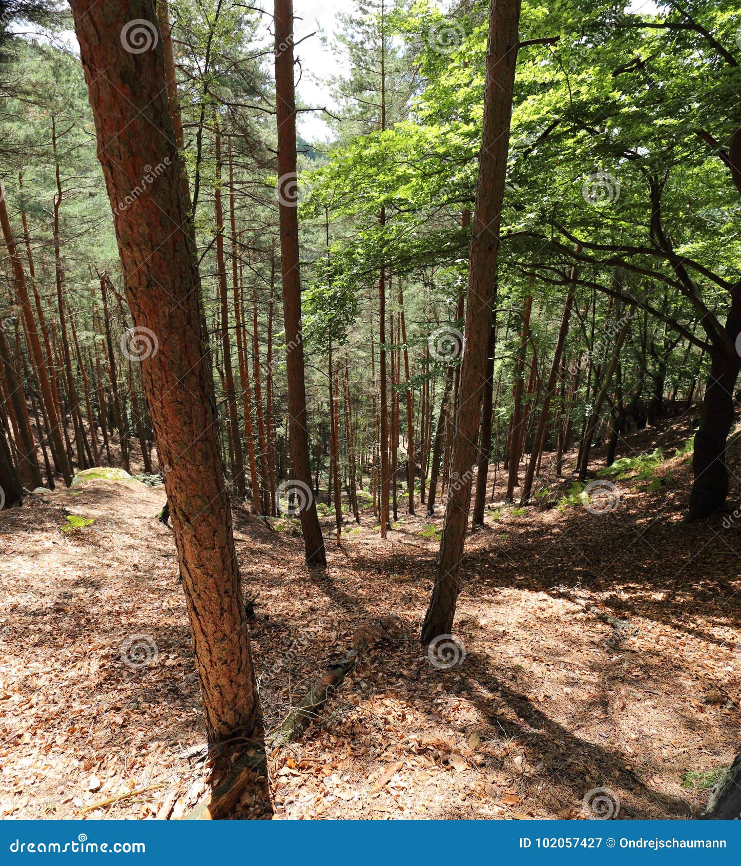 Middle of the Steep Forest Hills Stock Image - Image of wood, hill ...