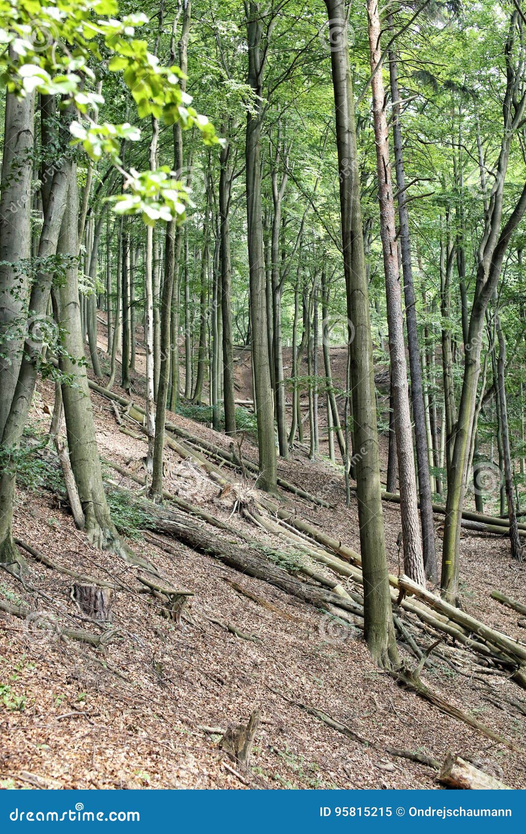 Steep hill in the woods stock image. Image of stump, hill - 95815215