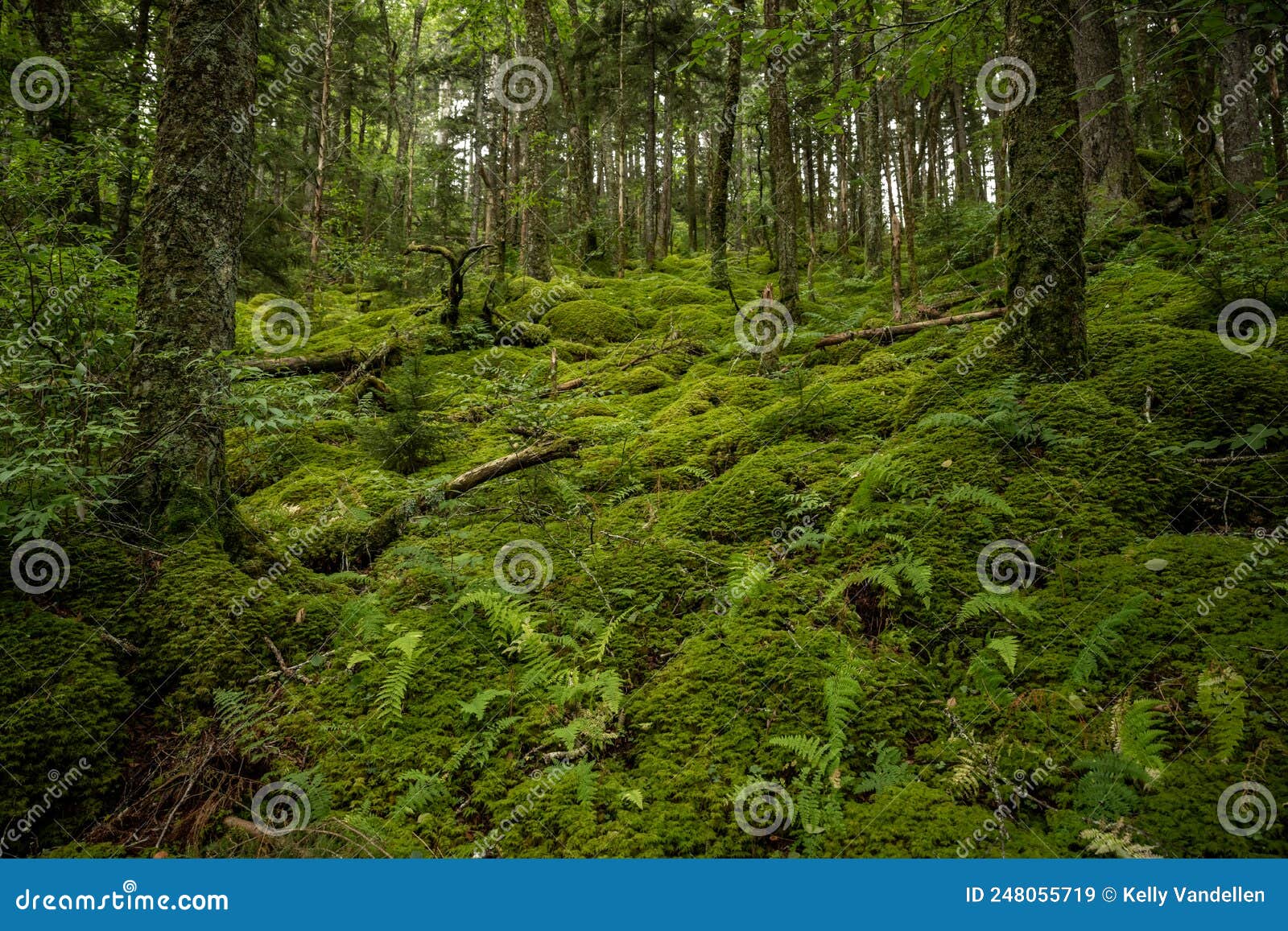 Steep Hillside Covered in Ferns and a Blanket of Moss Stock Image ...