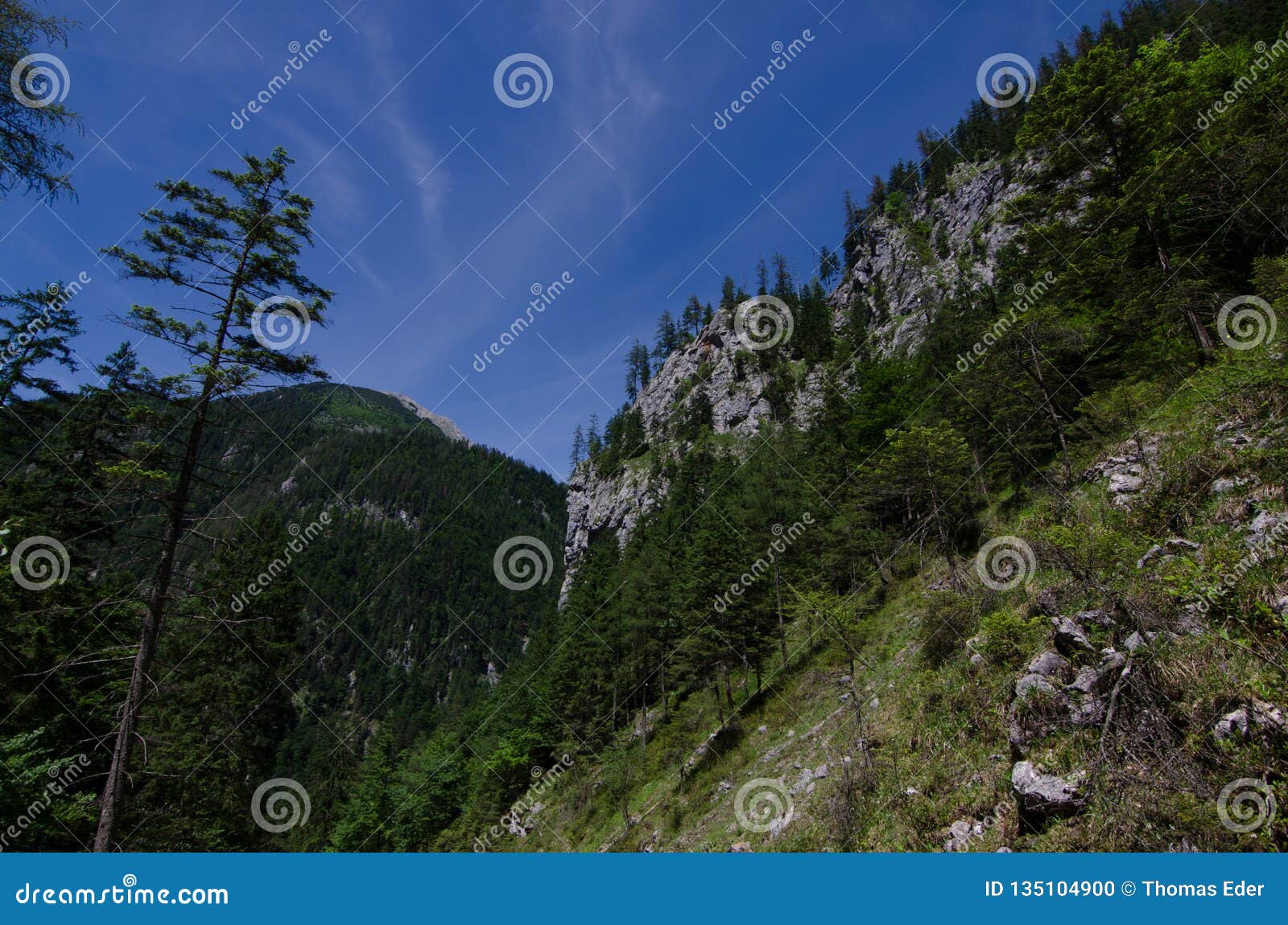 Steep Mountain Slope with Trees Stock Photo - Image of climbing ...
