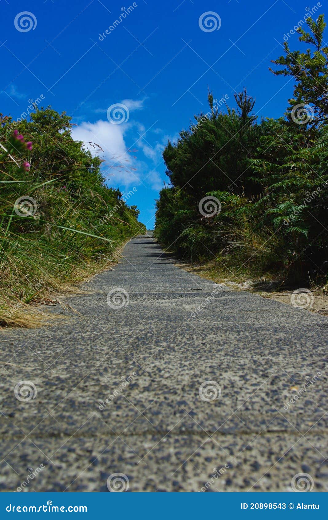 Steep Path stock image. Image of plants, path, hill, blue - 20898543