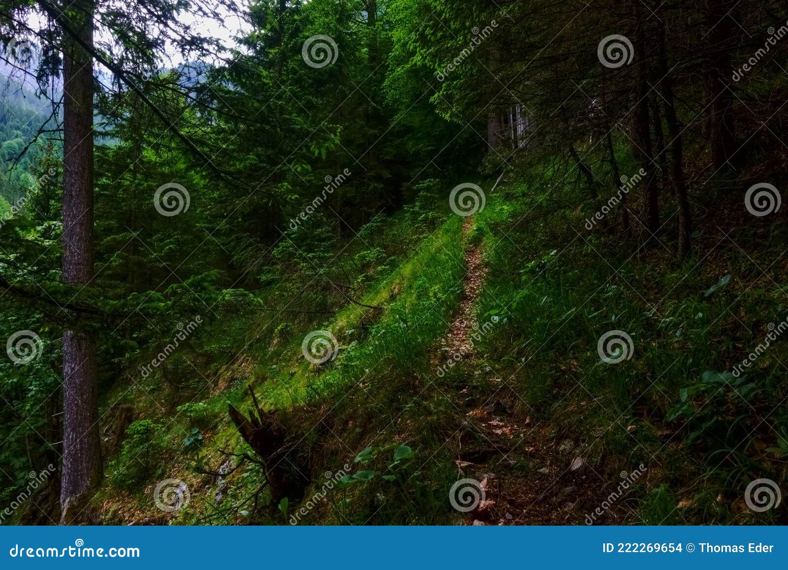 Steep Path while Hiking through a Forest in the Mountains Stock Photo ...
