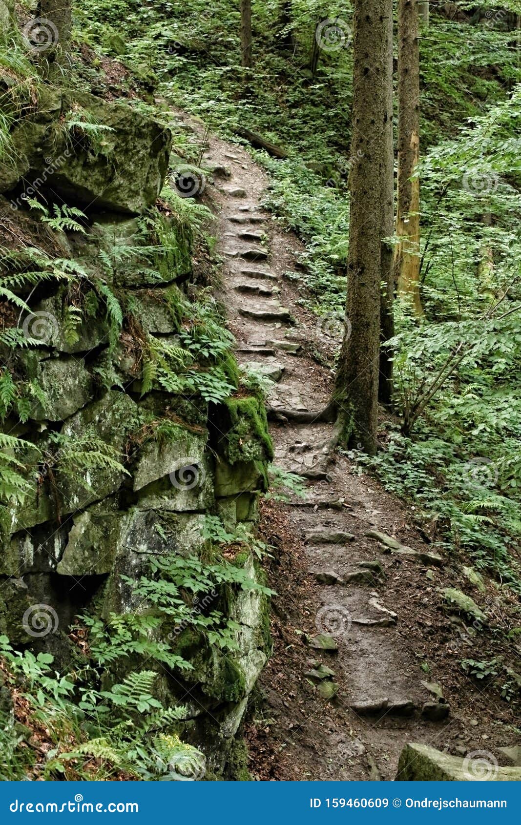 Steep Path with Stone Steps in the Woods Stock Image - Image of ...