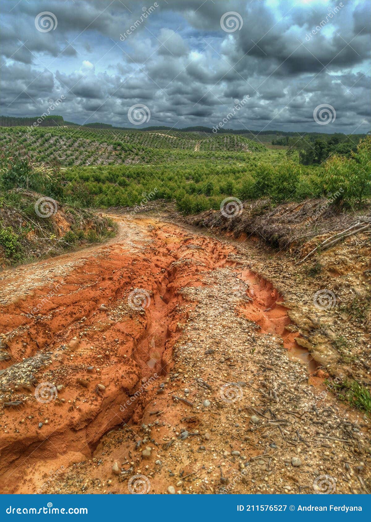 Two Paths In The Dark Among The Grass And Trees Merged Into One. Night ...