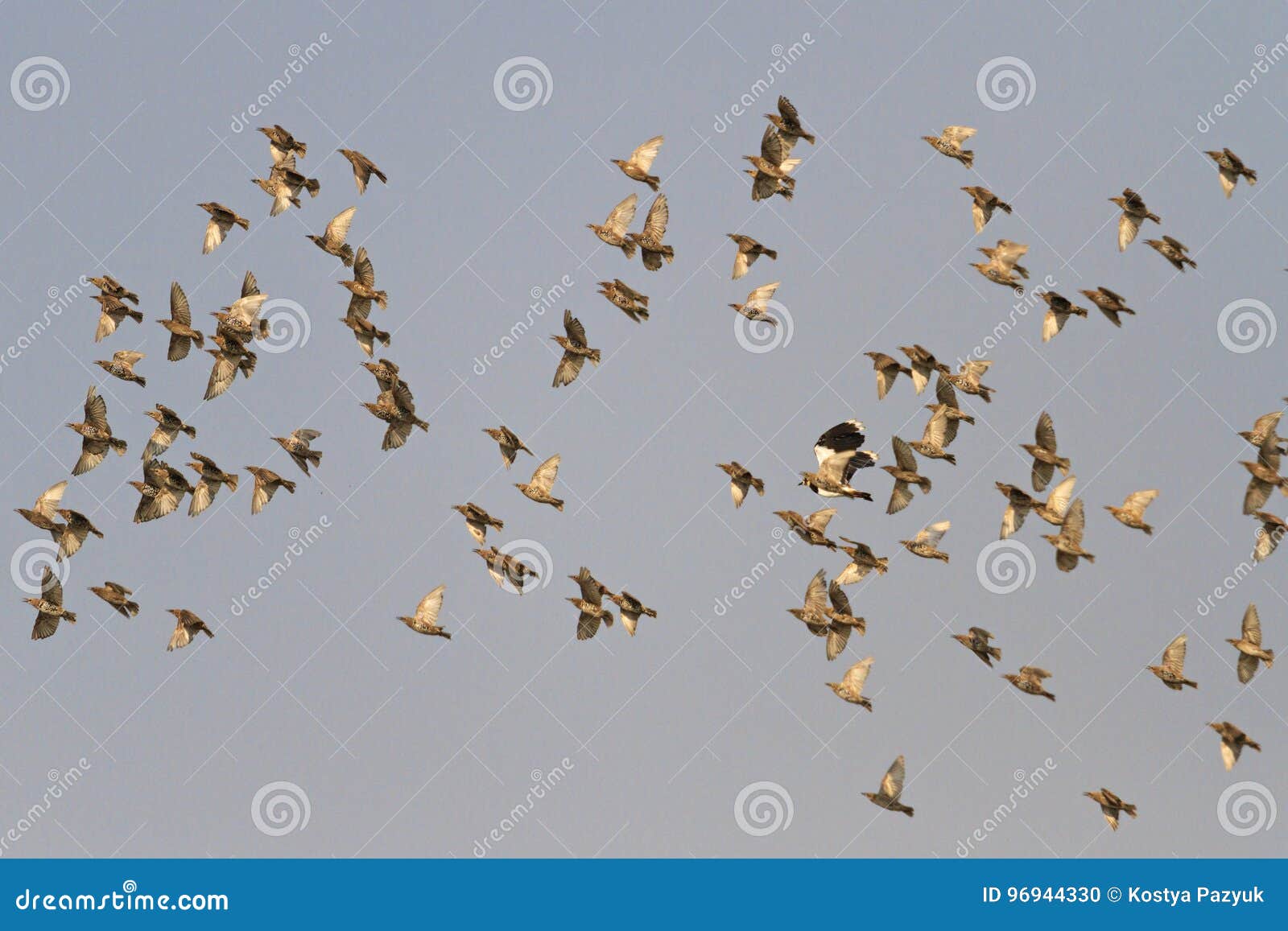 Steep Peak of a Flock of Birds Stock Photo - Image of message, flying ...