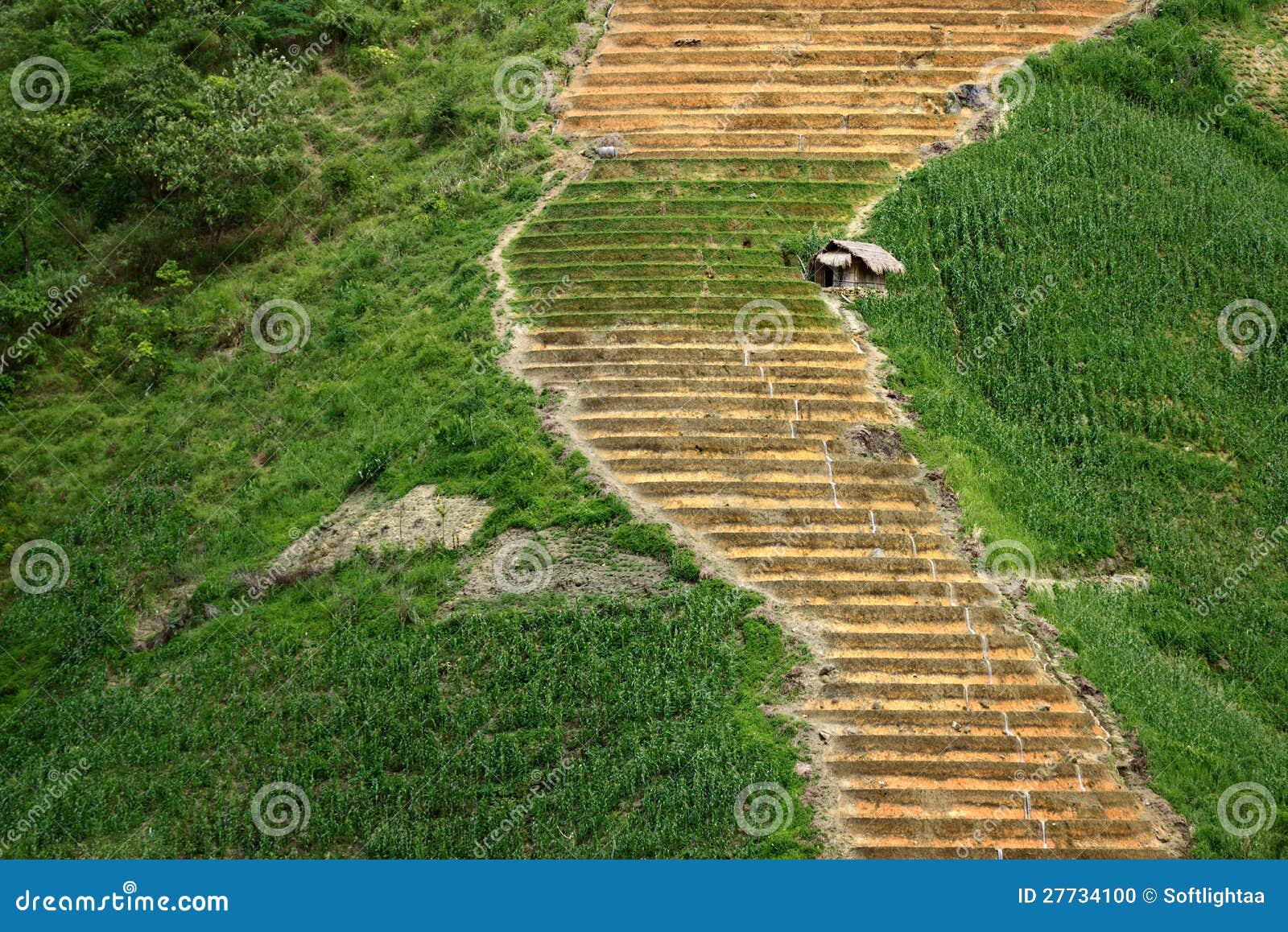 On the Steep Rice Terraces, is a Lonely Hut Stock Photo - Image of ...