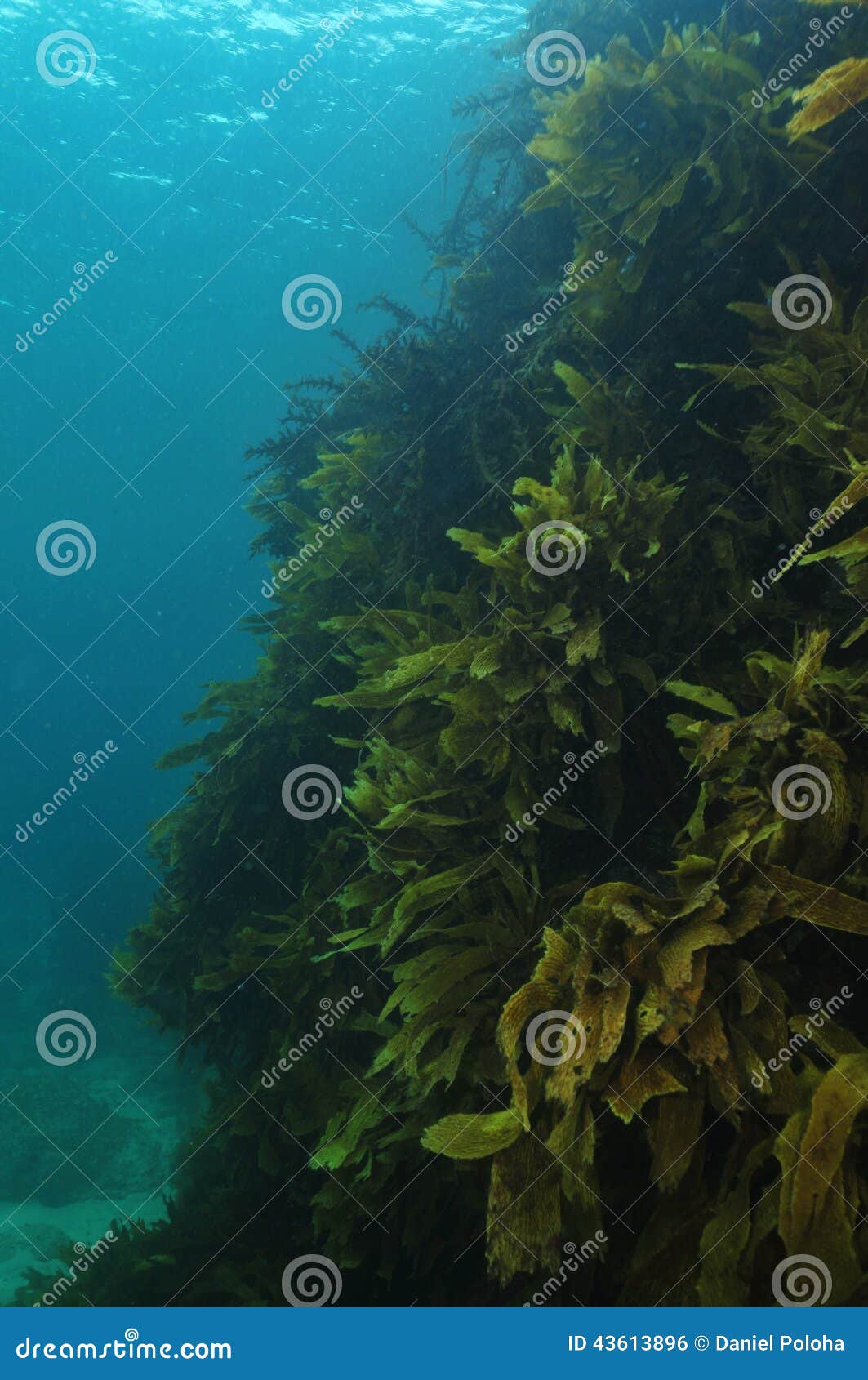 Steep Rocky Reef Covered with Kelp Stock Photo - Image of underwater ...