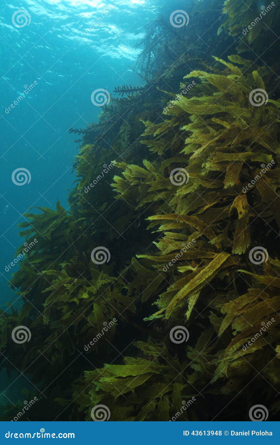 Steep Rocky Reef Covered with Kelp Stock Photo - Image of kelp, flora ...