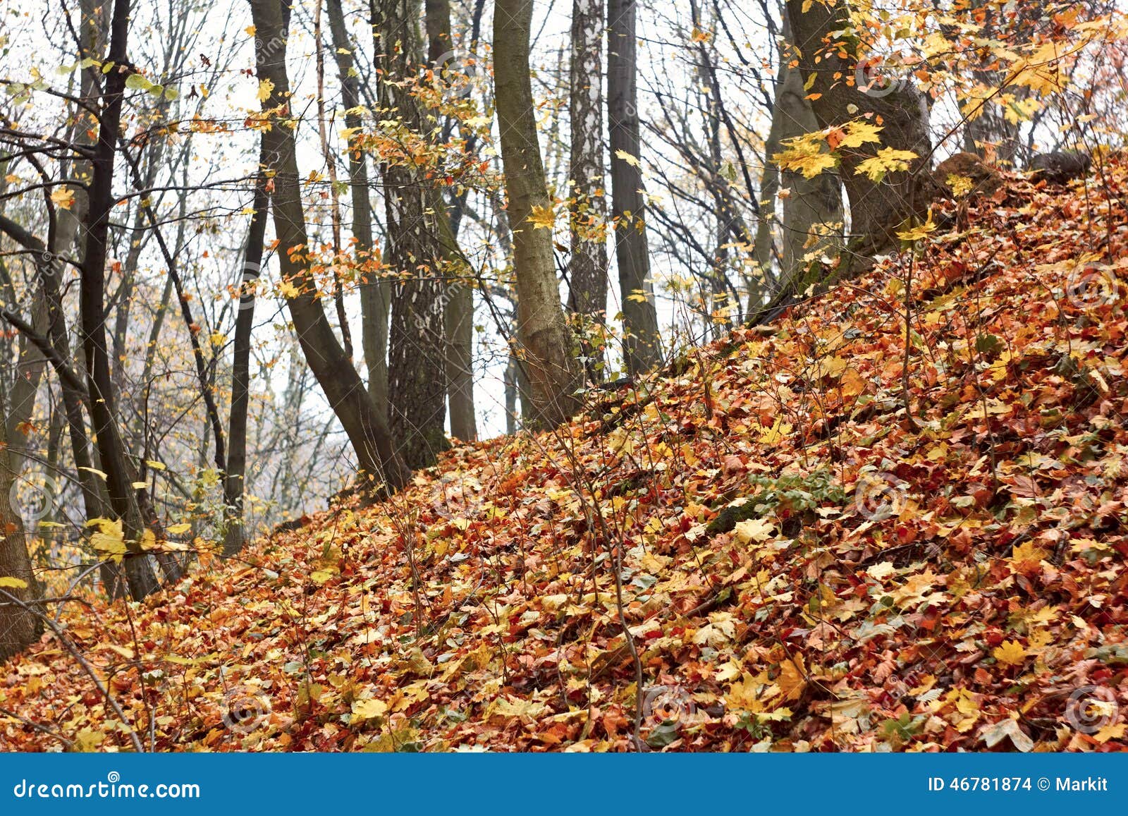 Steep Slope in the Autumn Forest Stock Photo - Image of bright, relief ...