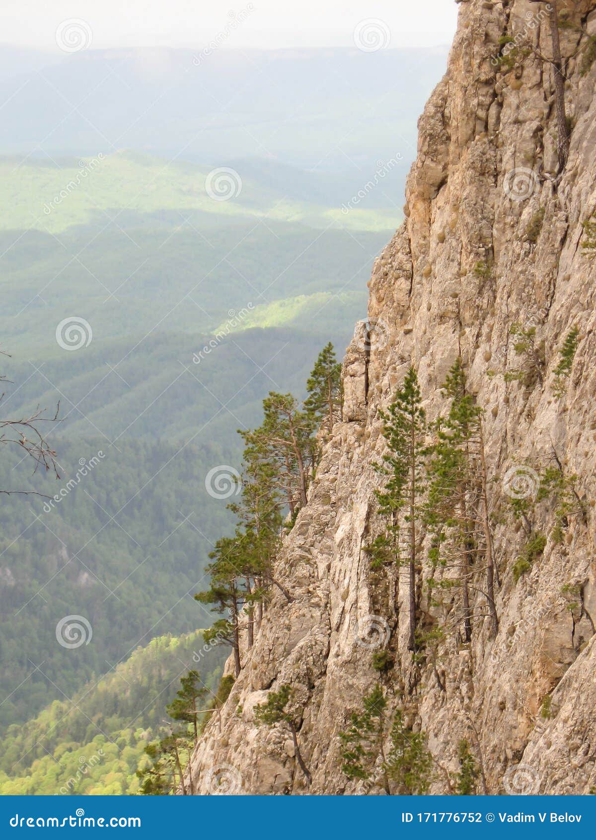 A Steep Slope with Growing Trees Stock Photo - Image of range ...