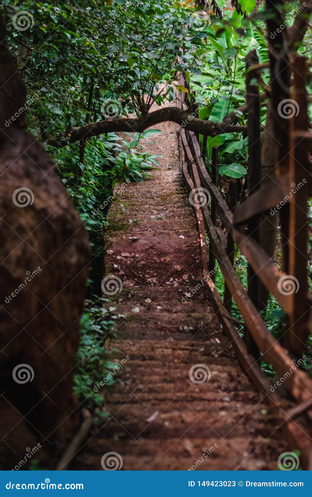 Steep Steps Down a Path in a Forest Stock Image - Image of equitorial ...