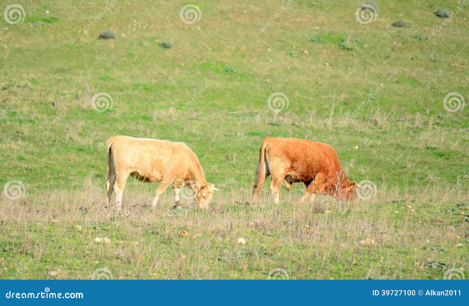 Steer and cow stock photo. Image of grass, farming, cattle - 39727100