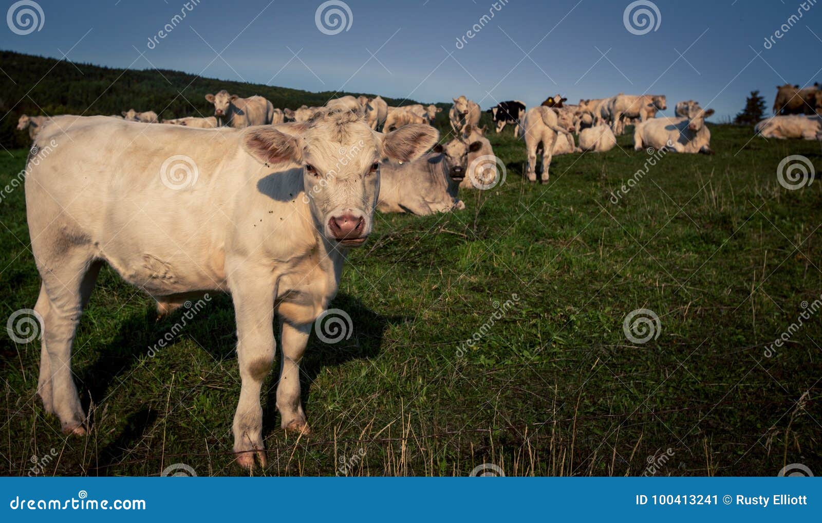 Steer in a field stock image. Image of farm, group, field - 100413241