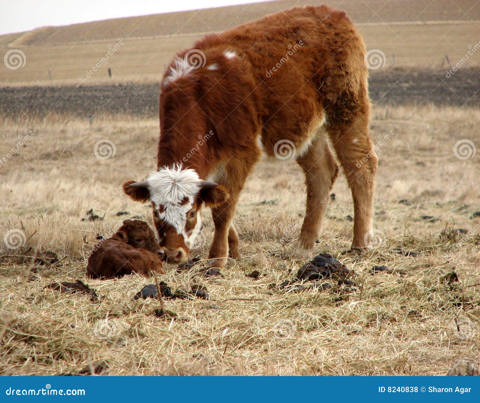 Steer with Newborn Calf stock photo. Image of horned, bovine - 8240838