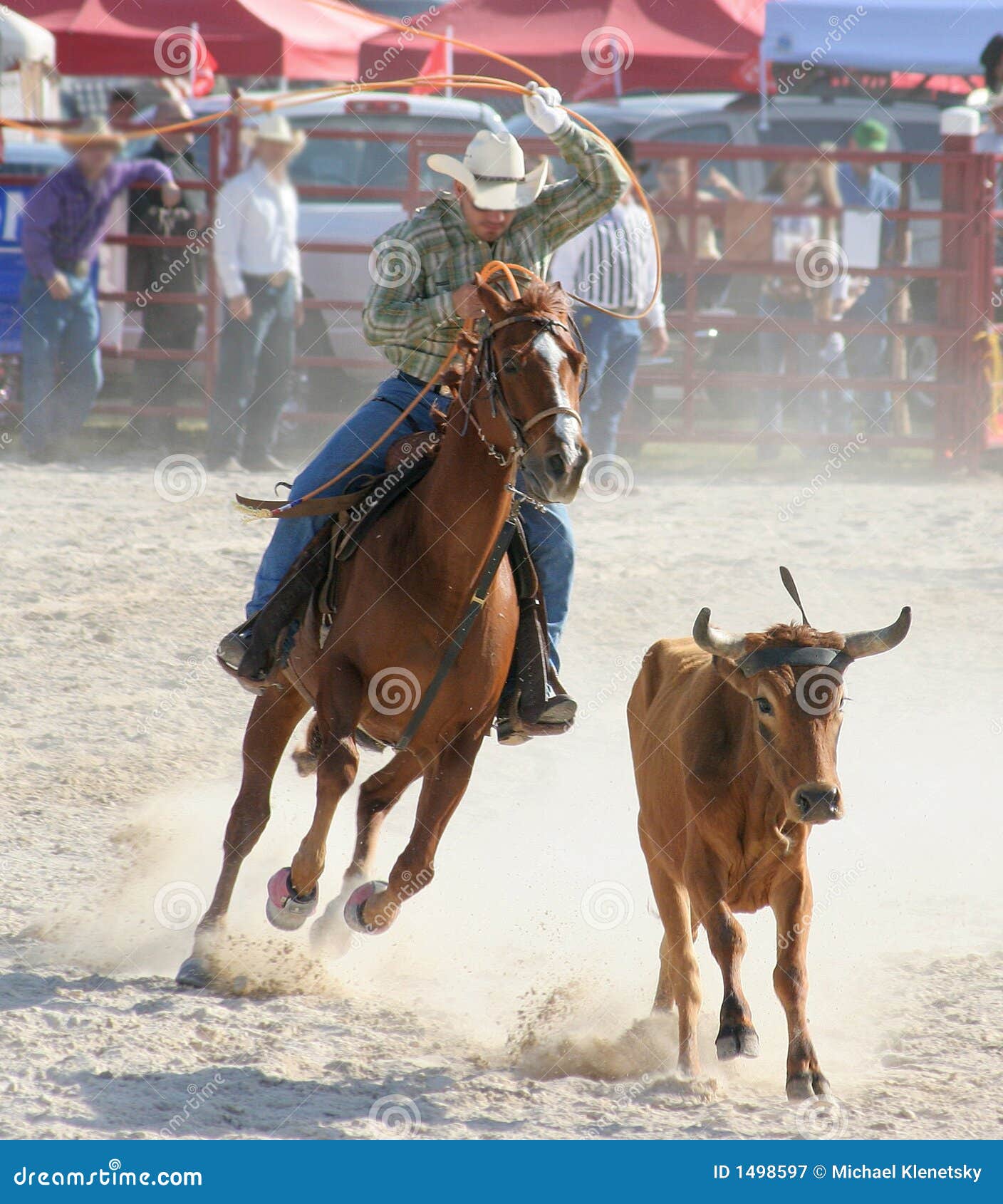 Steer Roping stock image. Image of pursue, cowboy, catch - 1498597