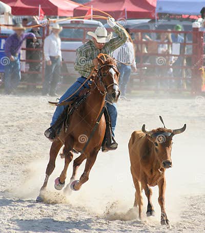Steer Roping stock image. Image of pursue, cowboy, catch - 1498597