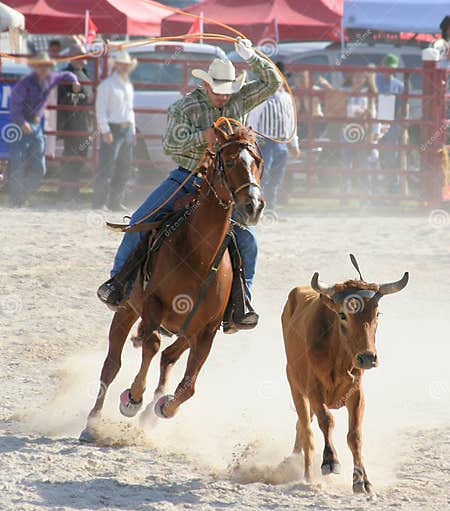 Steer Roping stock image. Image of pursue, cowboy, catch - 1498597