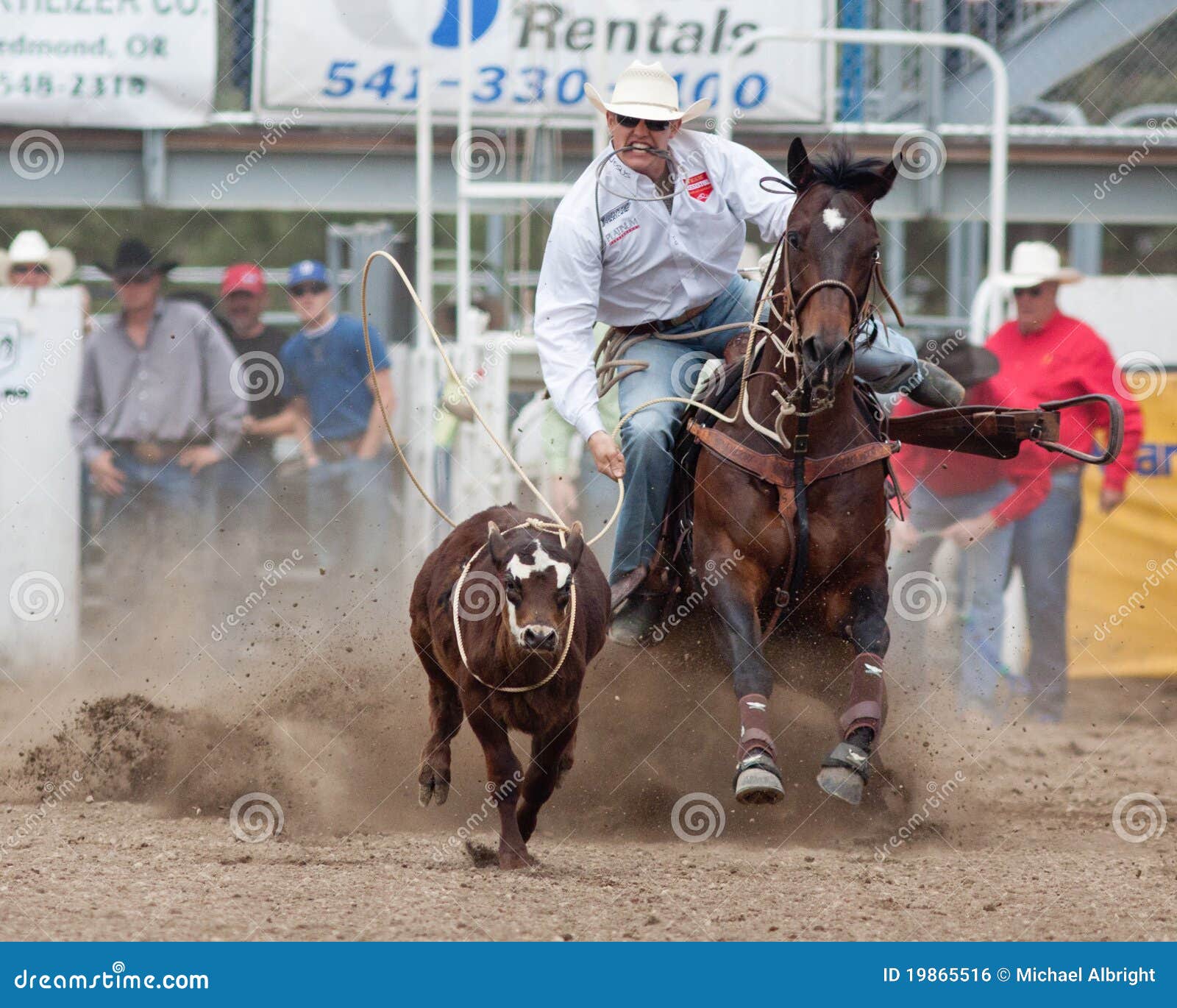Steer Roping - PRCA Sisters, Oregon Rodeo 2011 Editorial Photo - Image ...