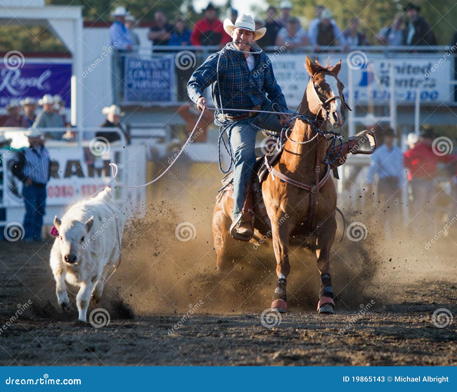 Steer Roping - Sisters, Oregon PRCA Pro Rodeo 2011 Editorial Stock ...