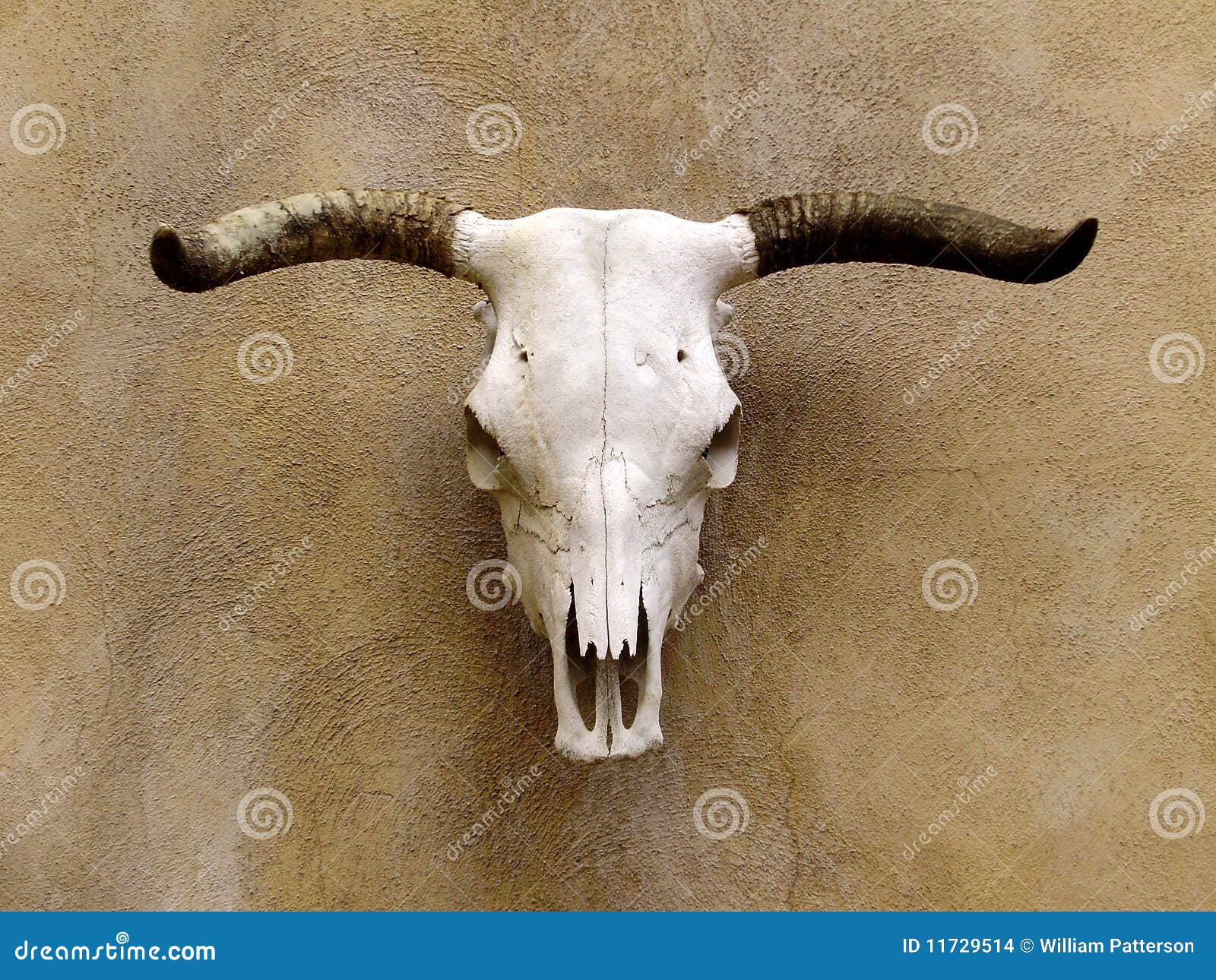 Steer Skull Stock Photography | CartoonDealer.com #54545330