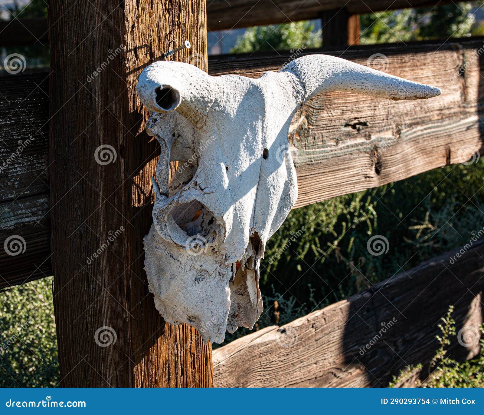 Steer Skull 1 stock photo. Image of animal, bones, steer - 290293754
