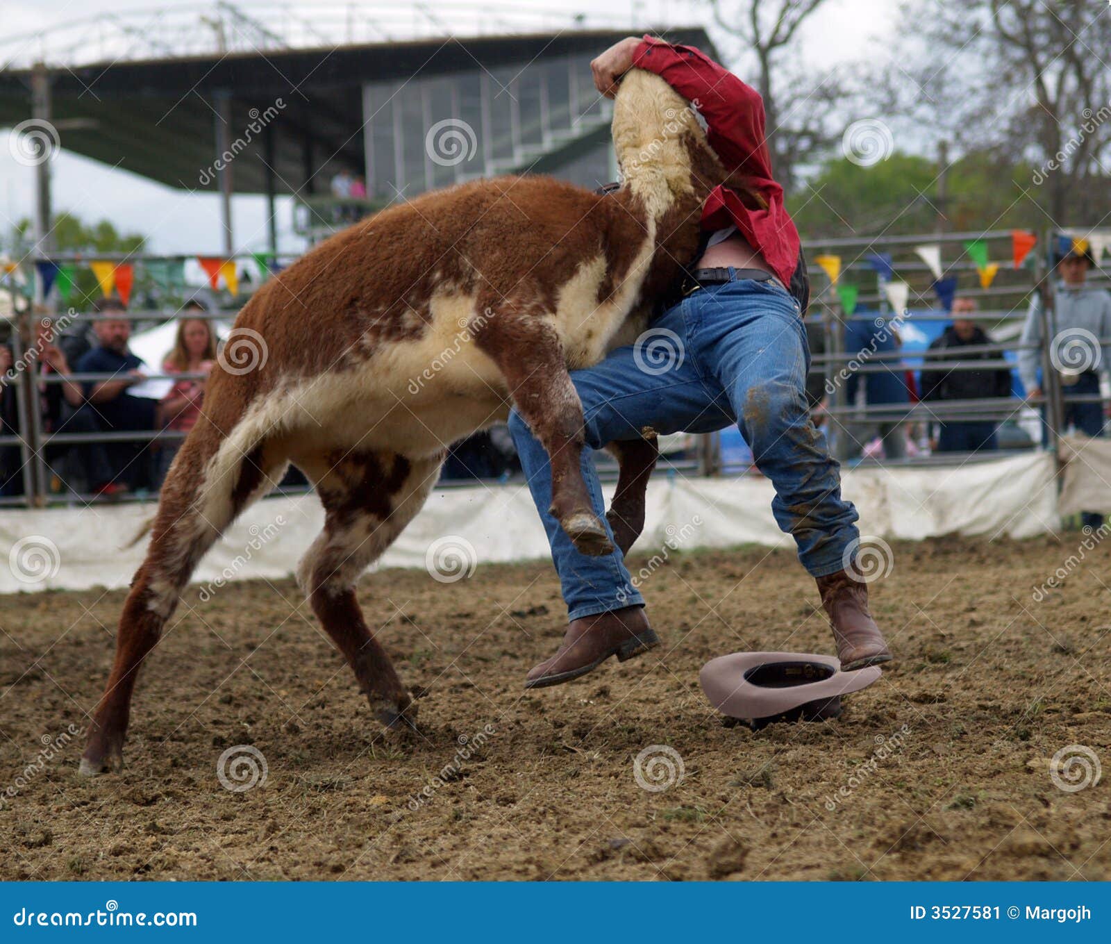 The Steer Throw stock image. Image of competition, jackaroo - 3527581