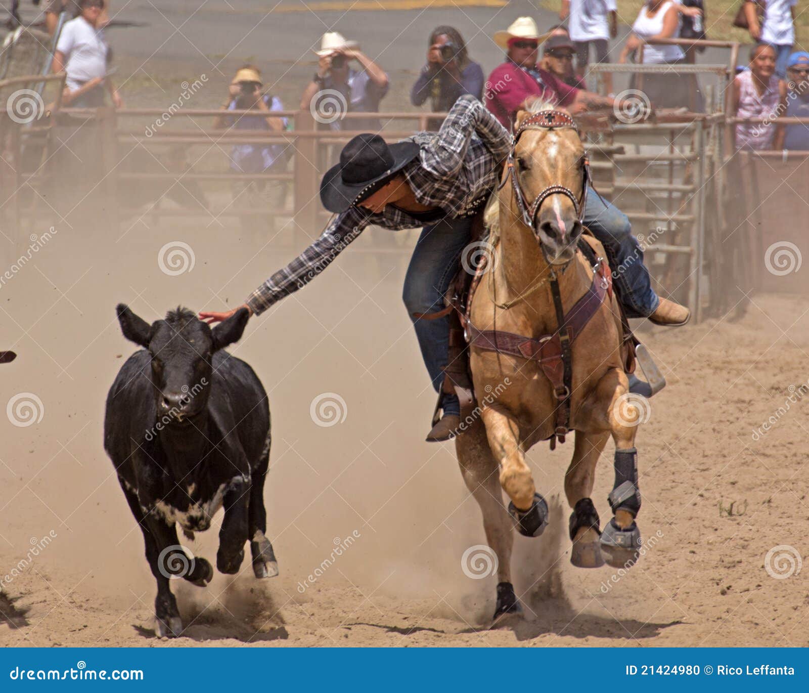 Steer Undecorating editorial image. Image of equestiran - 21424980