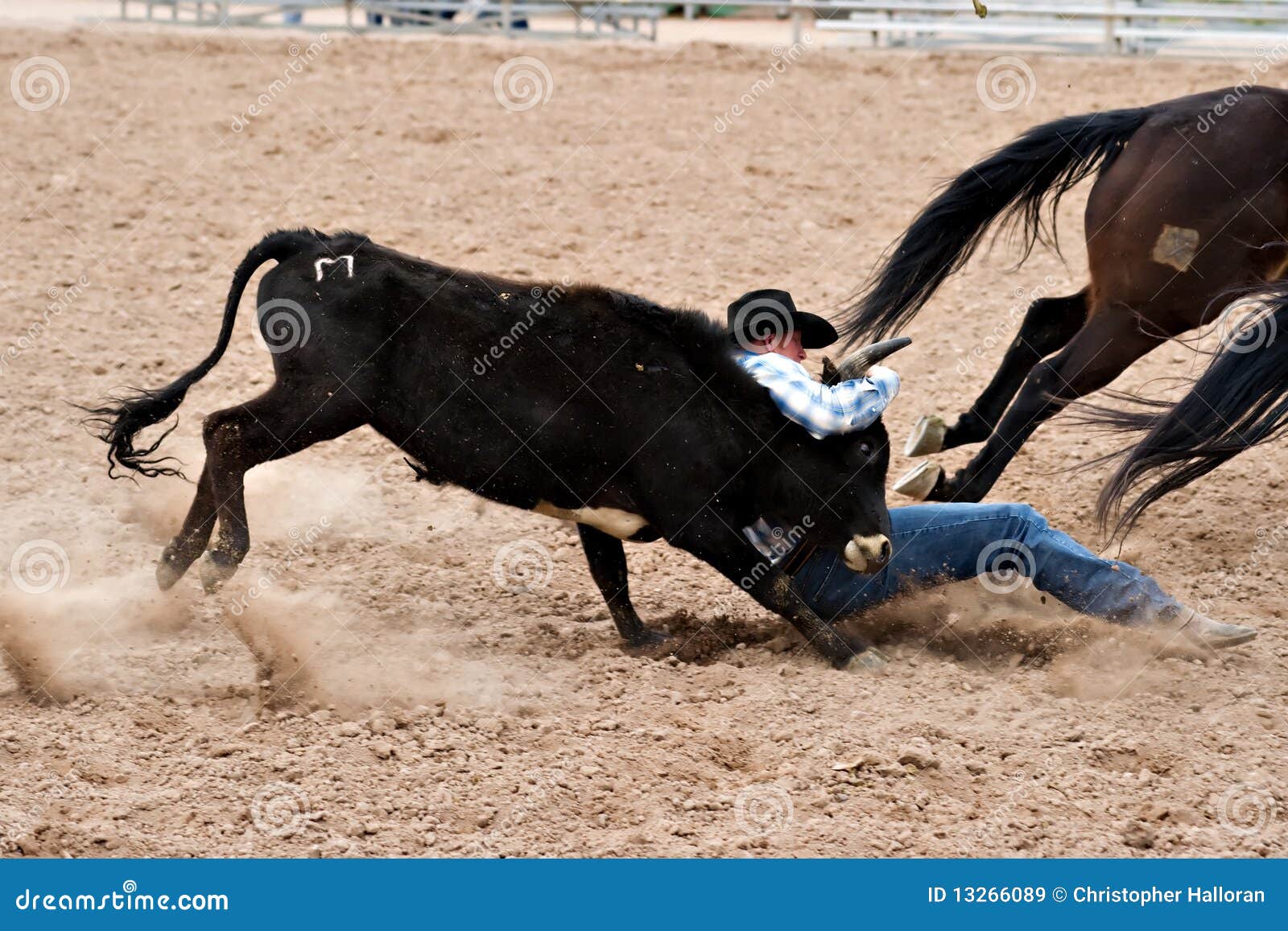 Steer wrestling editorial stock image. Image of arizona - 13266089