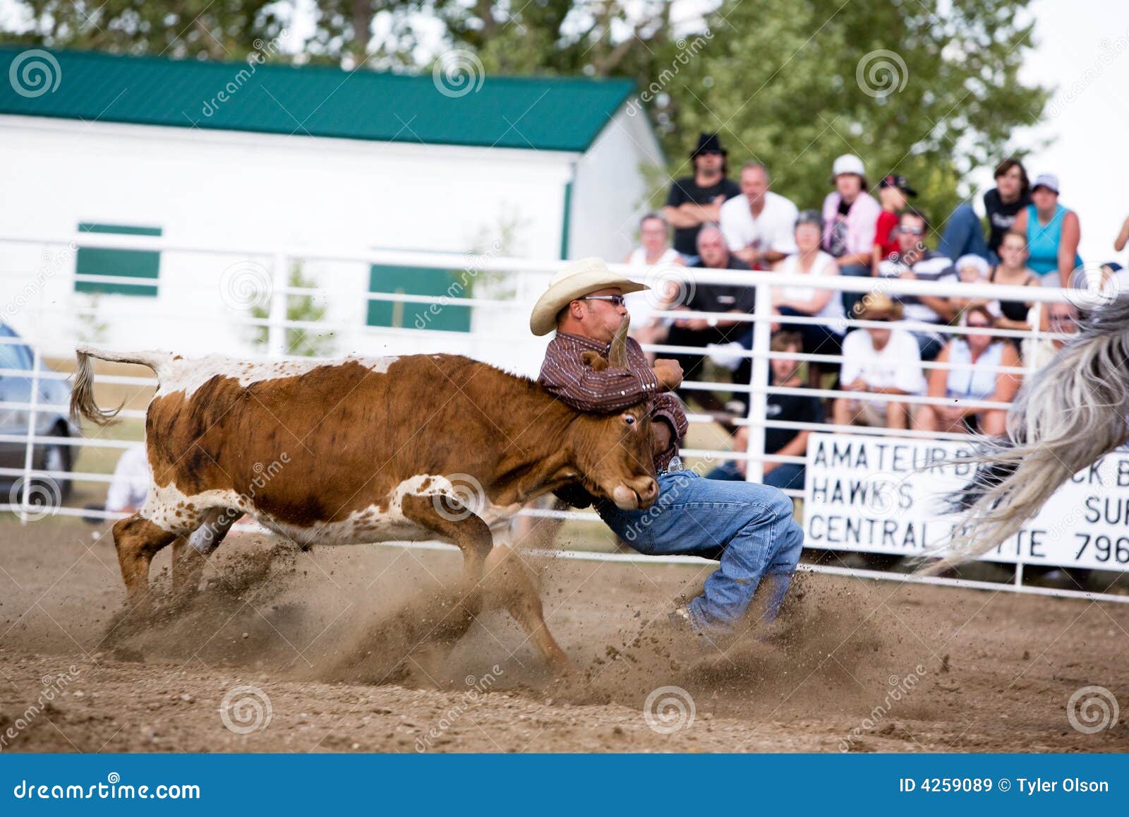 Steer Wrestling editorial stock image. Image of mammal - 4259089