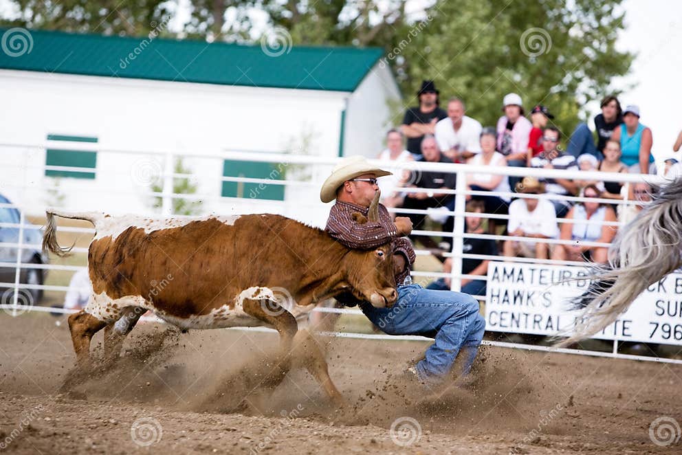 Steer Wrestling editorial stock image. Image of mammal - 4259089