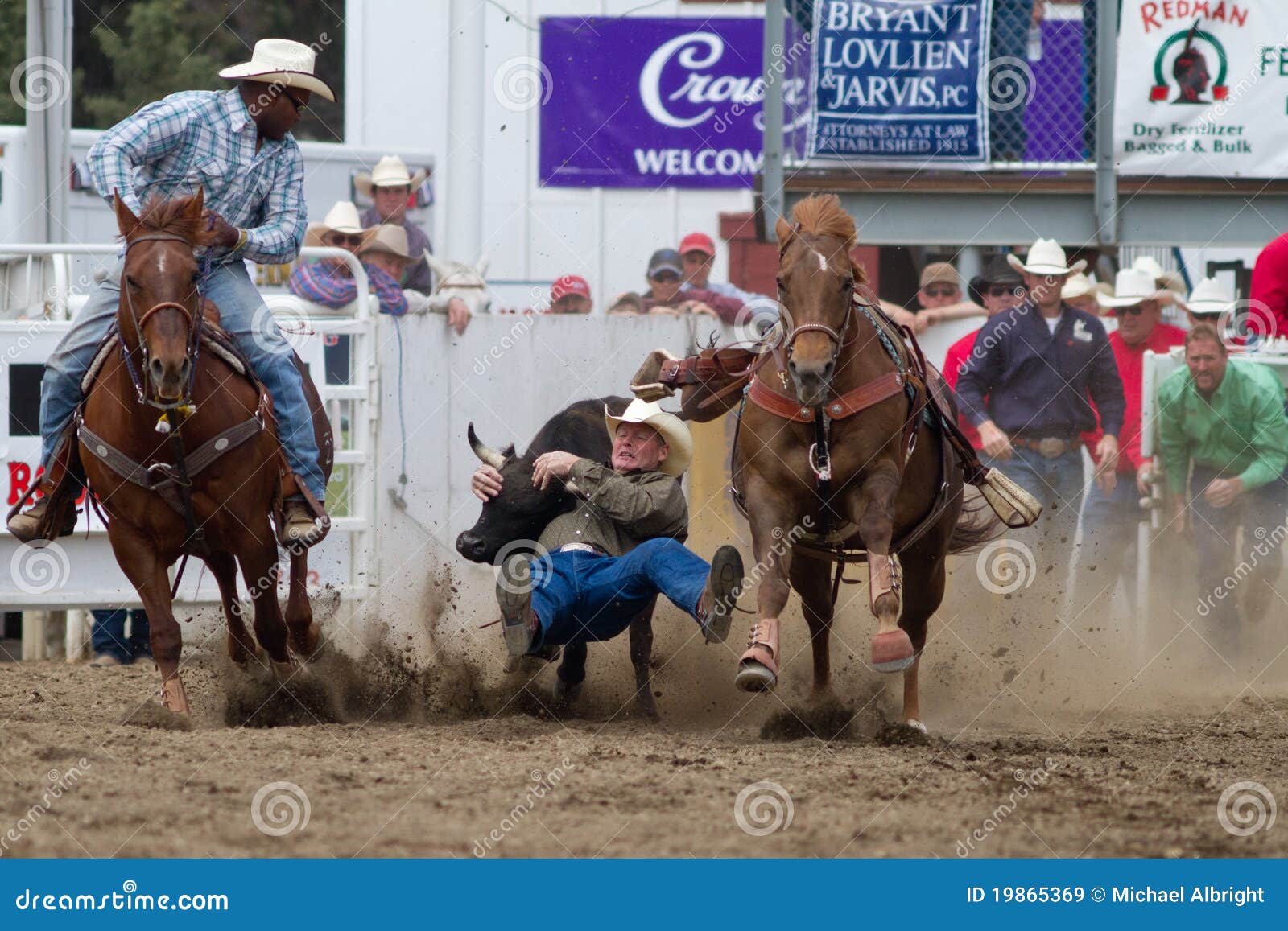 Steer Wrestling - PRCA Sisters, Oregon Rodeo 2011 Editorial Stock Image ...