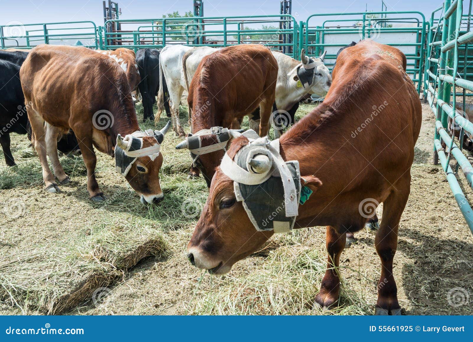 Steers Ready for a Rodeo Event Stock Image - Image of animal, chestnut ...