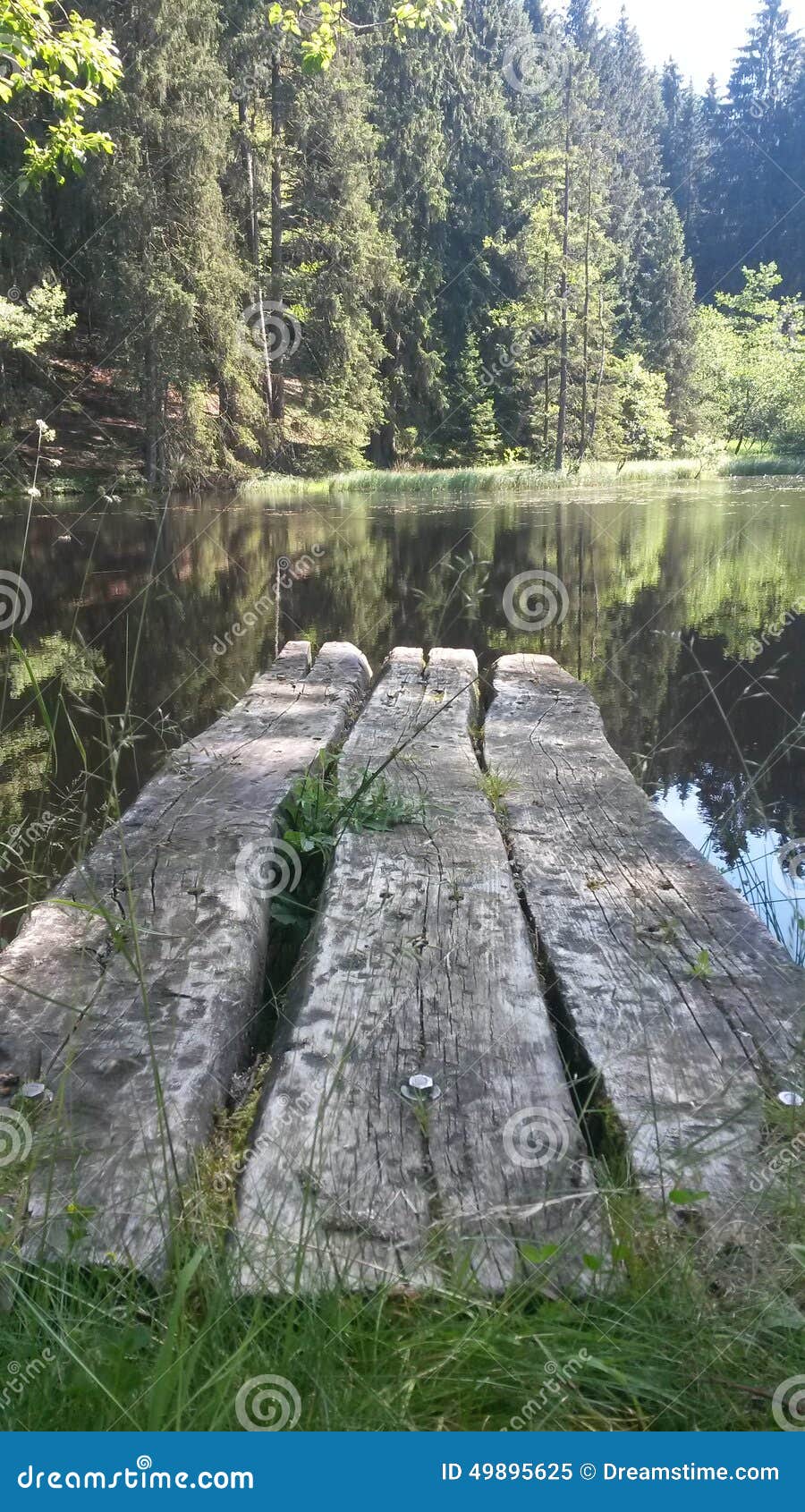 Steg imagen de archivo. Imagen de cubo, bosque, salvaje - 49895625
