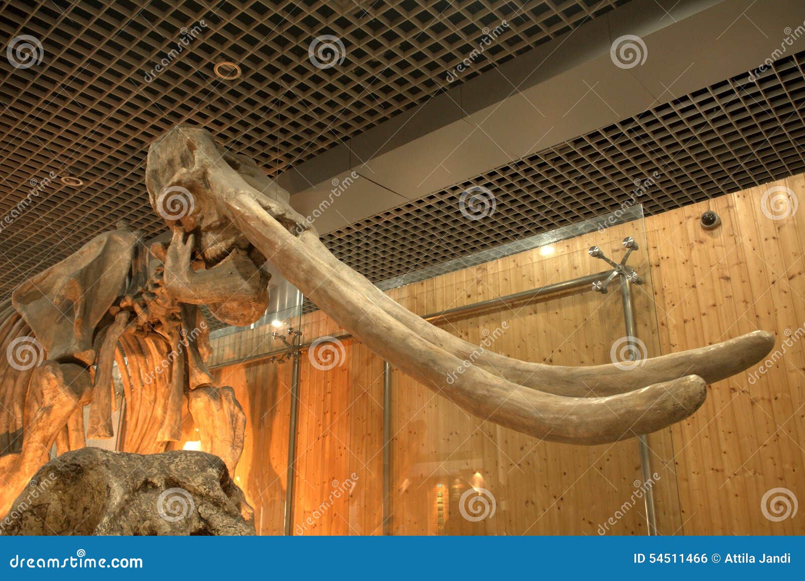 Stegodon Zdanskyi, Beijing, China Editorial Photo - Image of biology ...