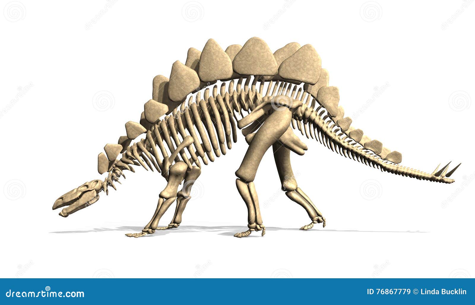 Stegosaurus Skeleton from Side Stock Illustration - Illustration of ...