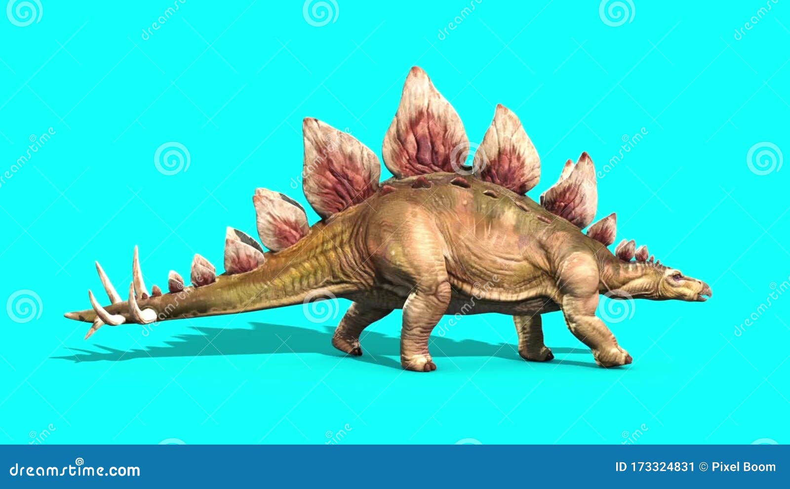 Stegosaurus Walkcycle Dinosaurs Blue Screen 3D Rendering Animation ...