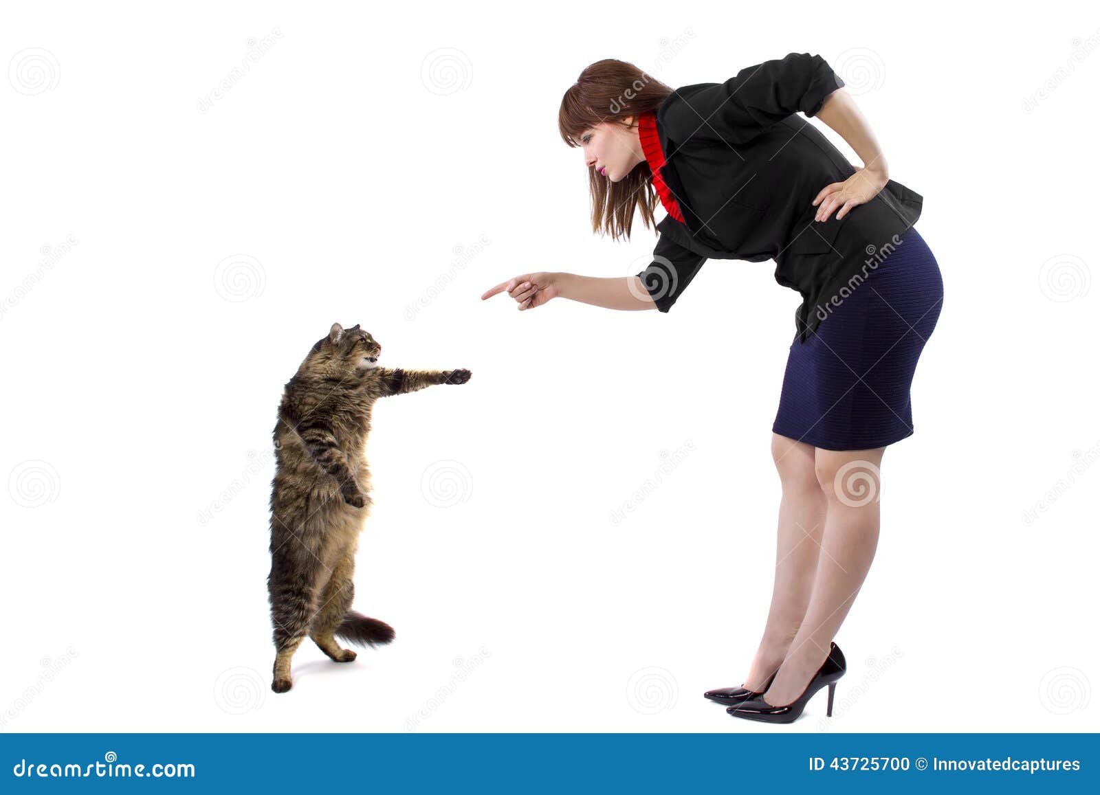 Stehende Katze stockfoto. Bild von bitten, säugetier - 43725700