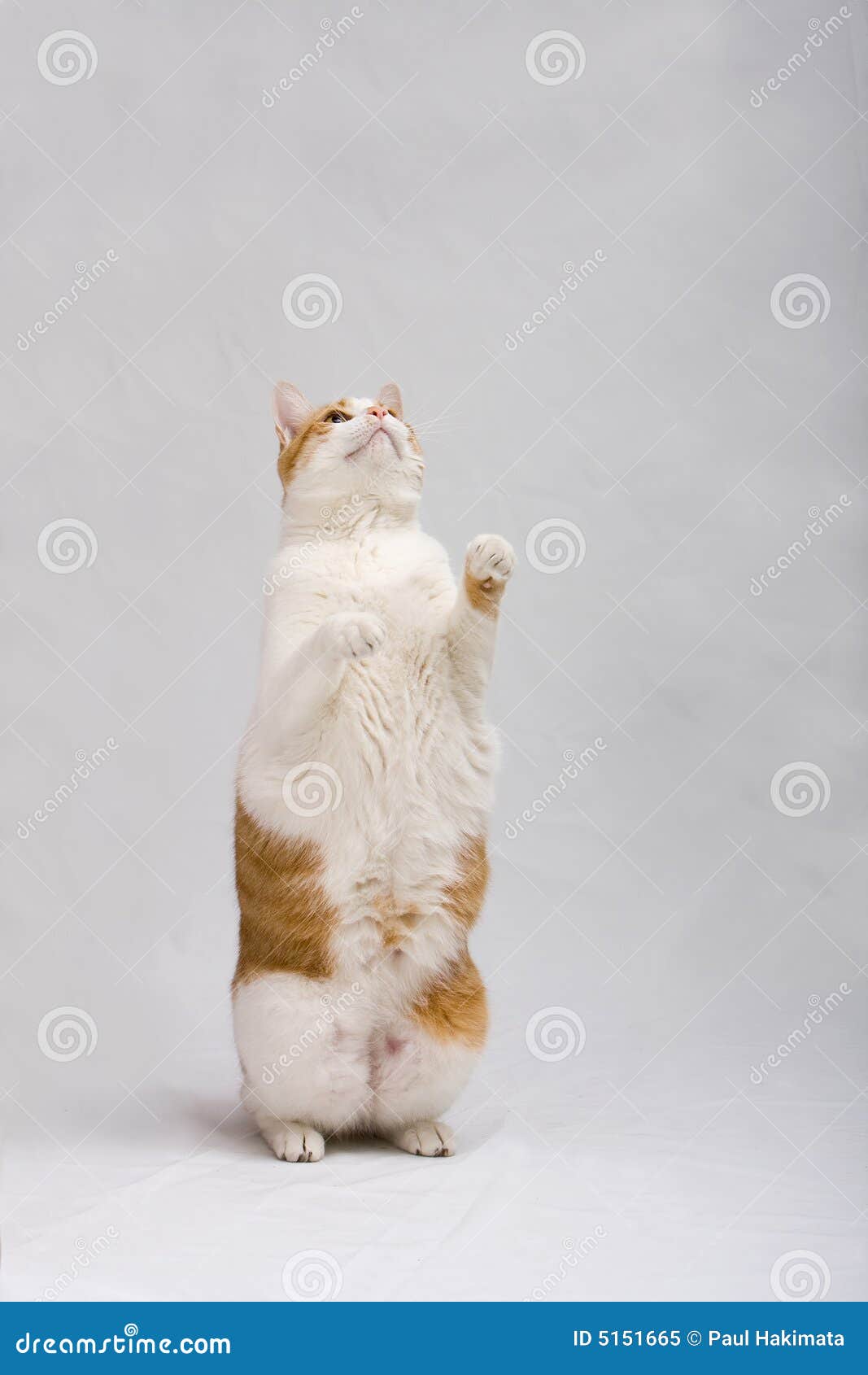 Stehende Katze stockbild. Bild von nett, tatze, fahrwerkbein - 5151665