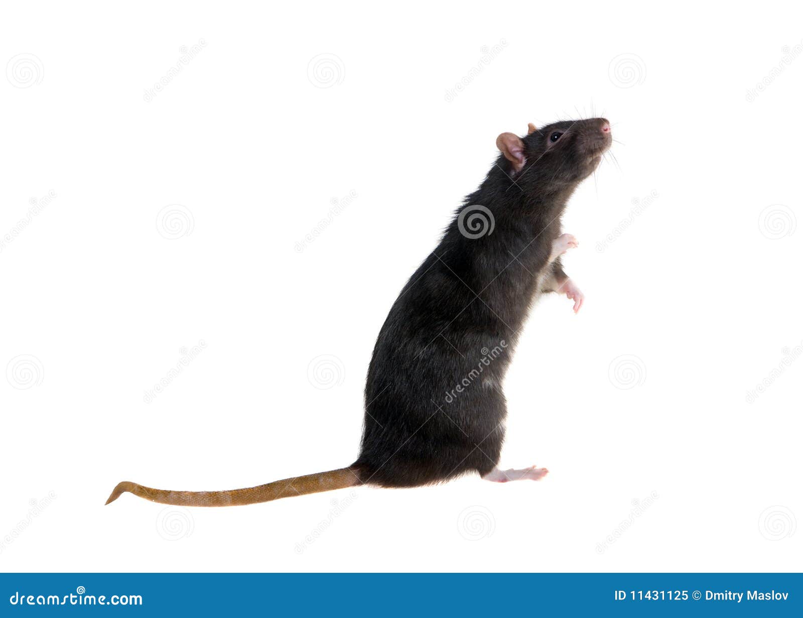 Stehende schwarze Ratte stockbild. Bild von neugier, haustiere - 11431125