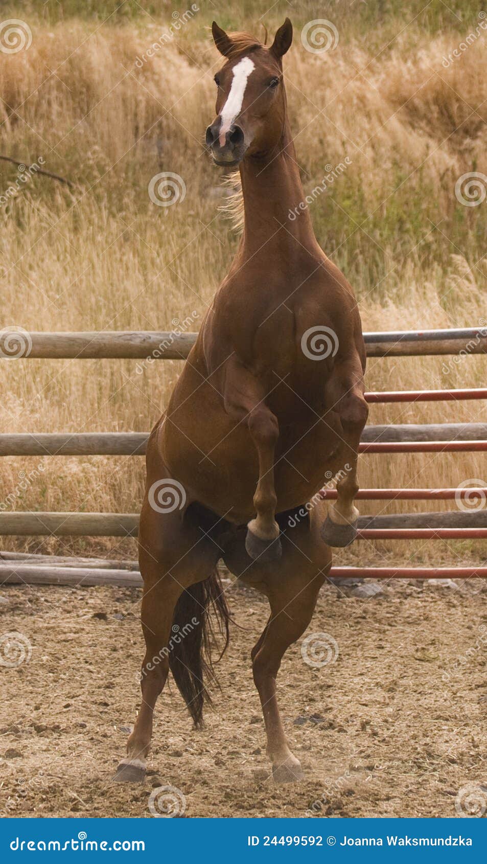 Stehendes Pferd stockfoto. Bild von säugetier, mähne - 24499592