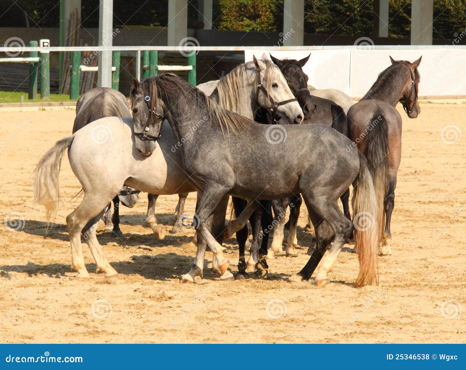 Stehendes Pferd stockfoto. Bild von wüste, schönheit - 25346538
