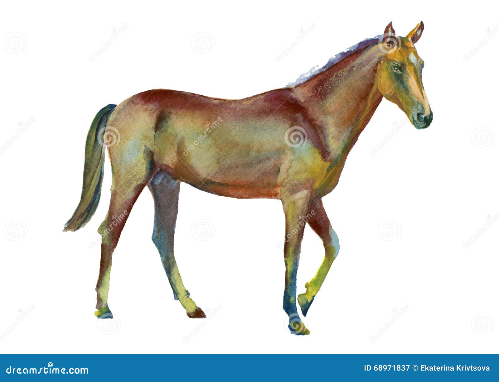 Stehendes Pferd Des Aquarells Stock Abbildung - Illustration von ...