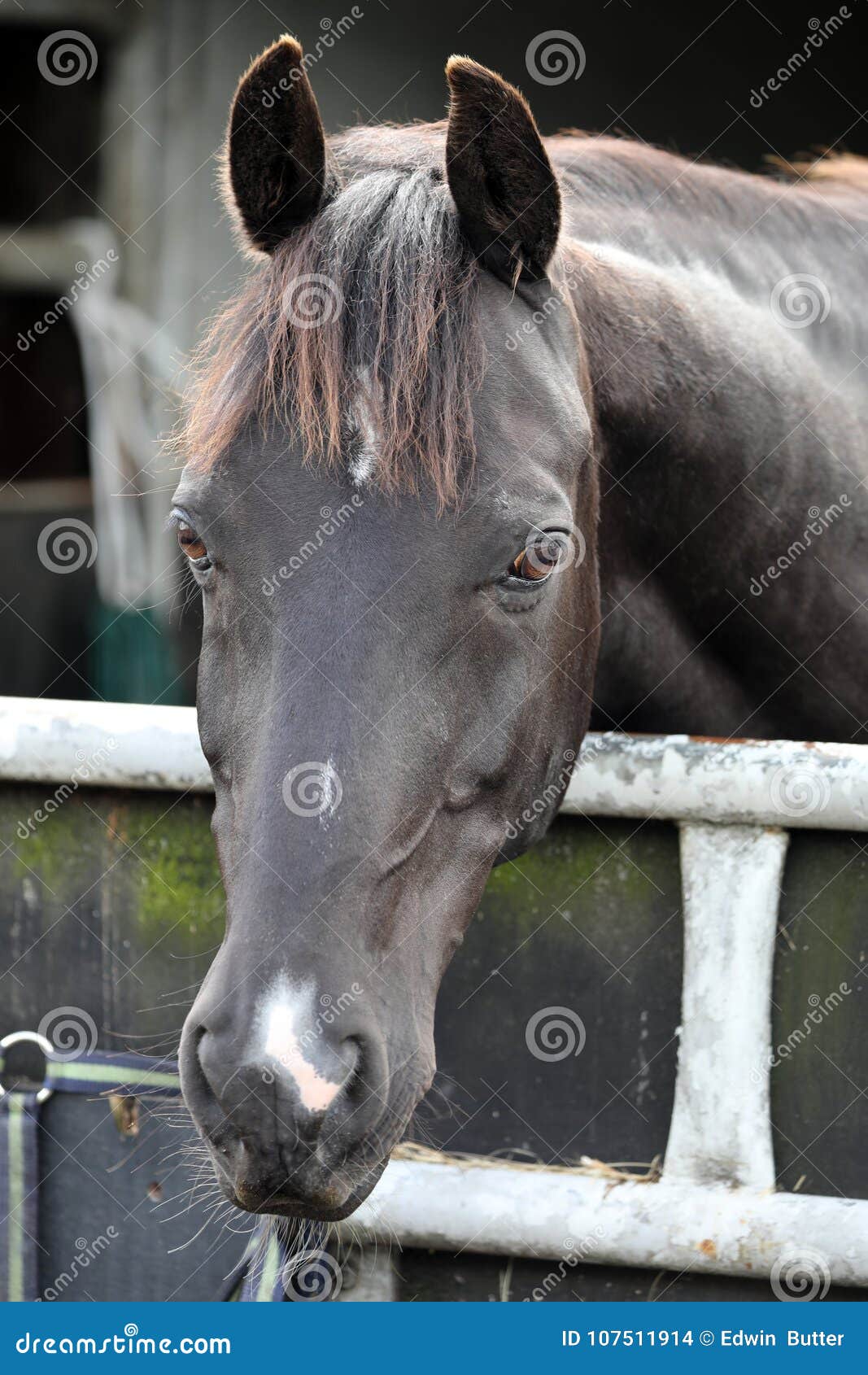 Stehendes Pferd getrennt stockfoto. Bild von bauernhof - 107511914