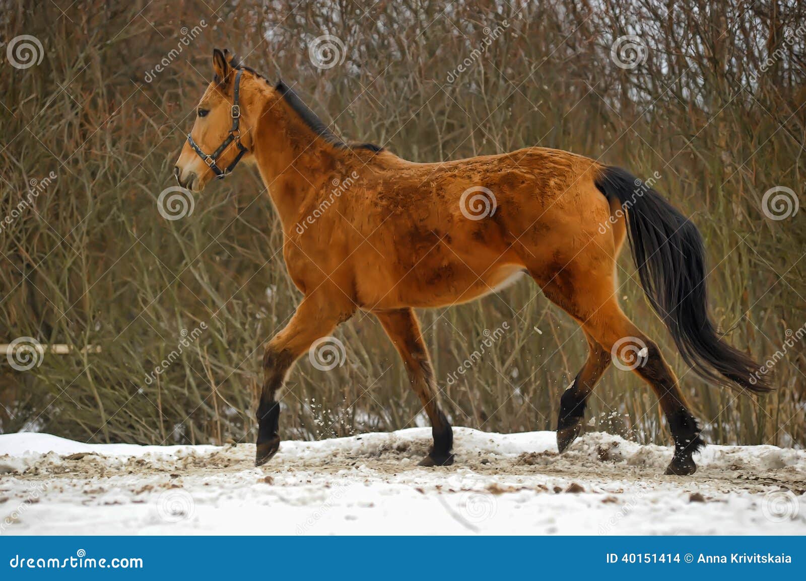 Stehendes Pferd getrennt stockfoto. Bild von feld, frost - 40151414