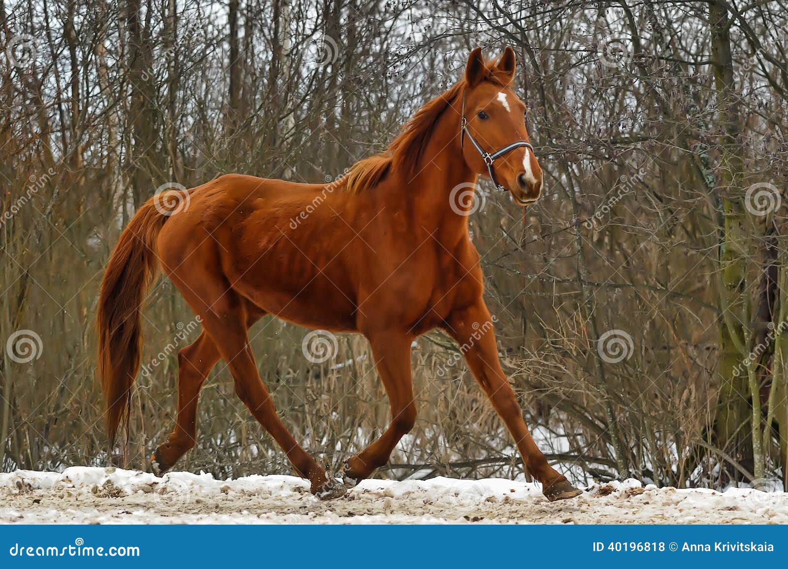Stehendes Pferd getrennt stockfoto. Bild von schön, pelz - 40196818