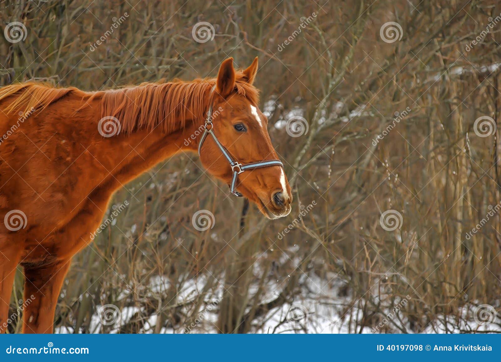 Stehendes Pferd getrennt stockfoto. Bild von feld, haarig - 40197098