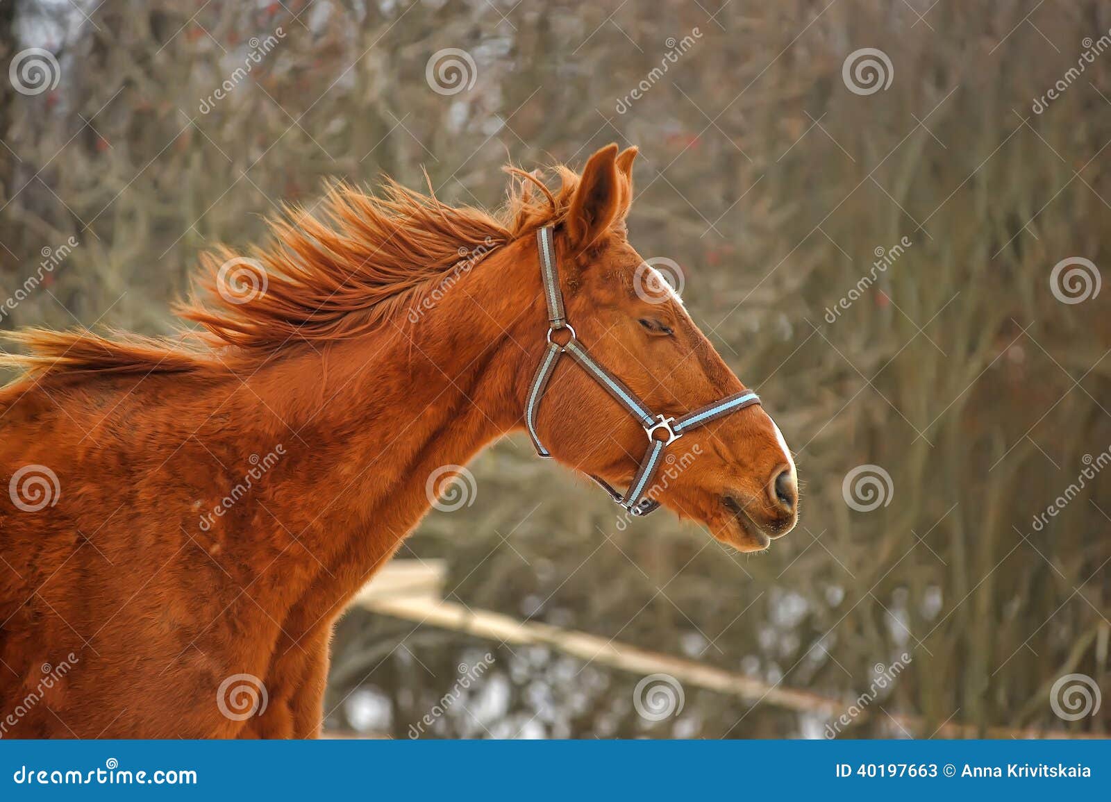 Stehendes Pferd getrennt stockbild. Bild von ohren, haarig - 40197663